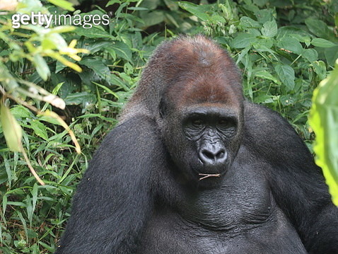마운틴고릴라 : 검색결과 - 게티이미지코리아